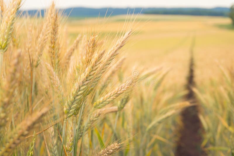 Path Wheat Field Stock Photos - Download 6,256 Royalty Free Photos