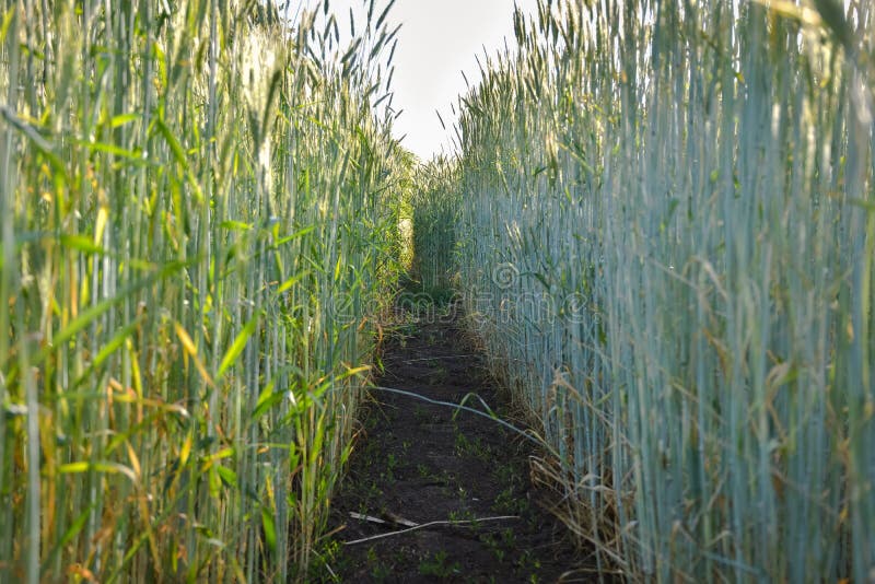 A Path in a Wheat Field, a Path in Agricultural Field Stock Photo ...