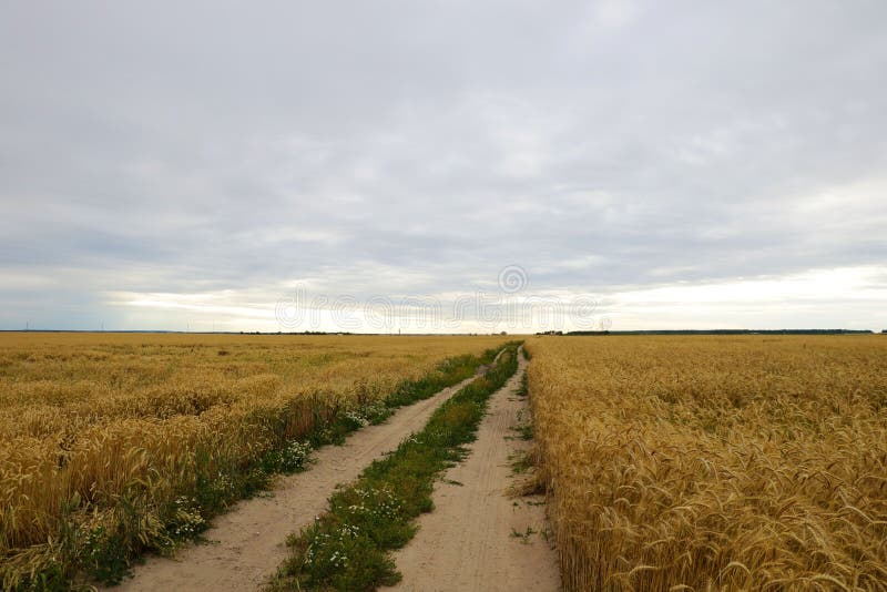 Path through the Wheat Field. Beautiful Rural Landscape Stock Photo ...