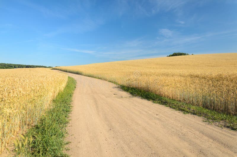 The Path through the Wheat Field Stock Image - Image of harvesting ...