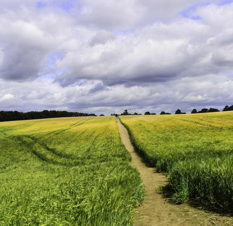 Path Wheat Field Stock Photos - Download 6,256 Royalty Free Photos