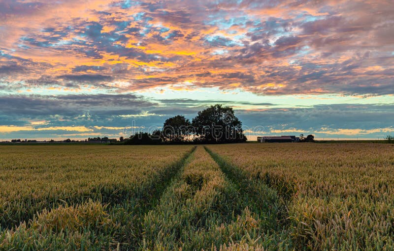 Path in a Wheatfield Below a Colorful Sky Stock Photo - Image of ...