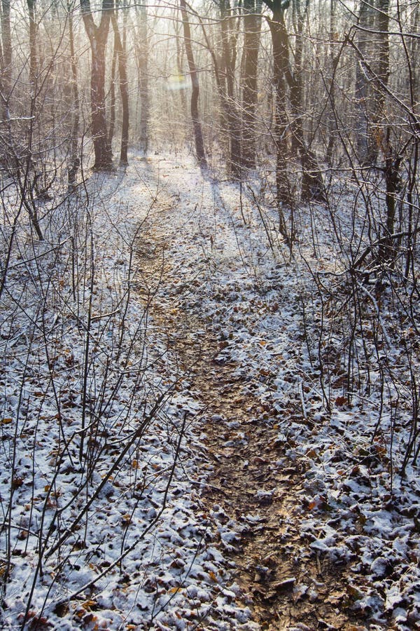 Path in White Snow through Winter Forest Stock Image - Image of bare ...