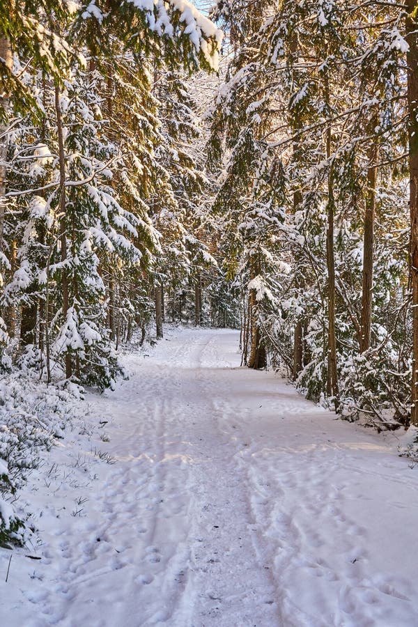 Path in white snowy forest stock image. Image of winter - 136112307