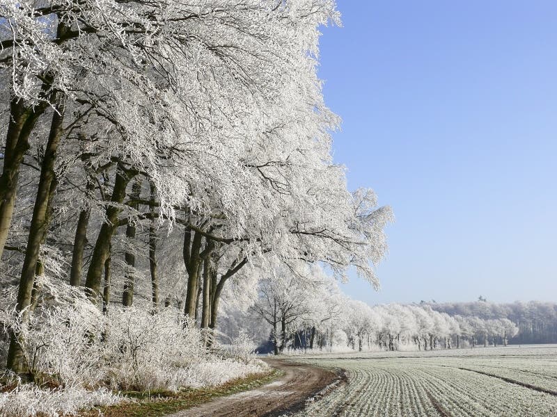 Path with white trees stock photo. Image of sunlight, landscape - 4947714