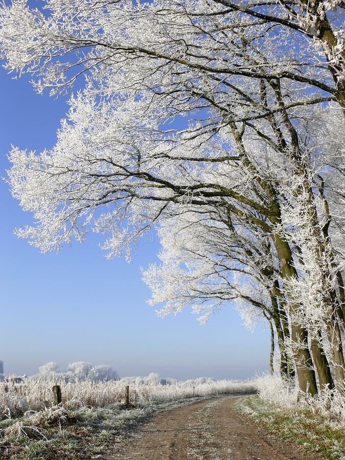 Winter Trees at Dawn stock photo. Image of white, dawn - 4423978