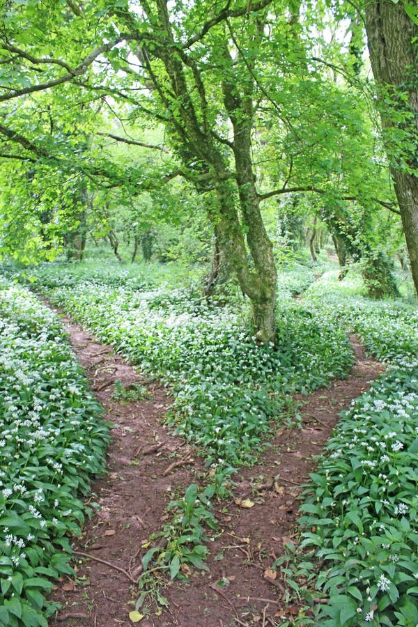 Path through a Wood in Spring Stock Image - Image of flower, garden ...