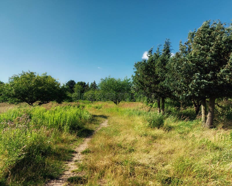 Path through a Wild Orchard in Summer Stock Image - Image of color ...