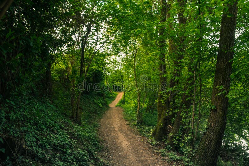 Path in the Wild Vegetation Stock Image - Image of lush, rural: 76404931
