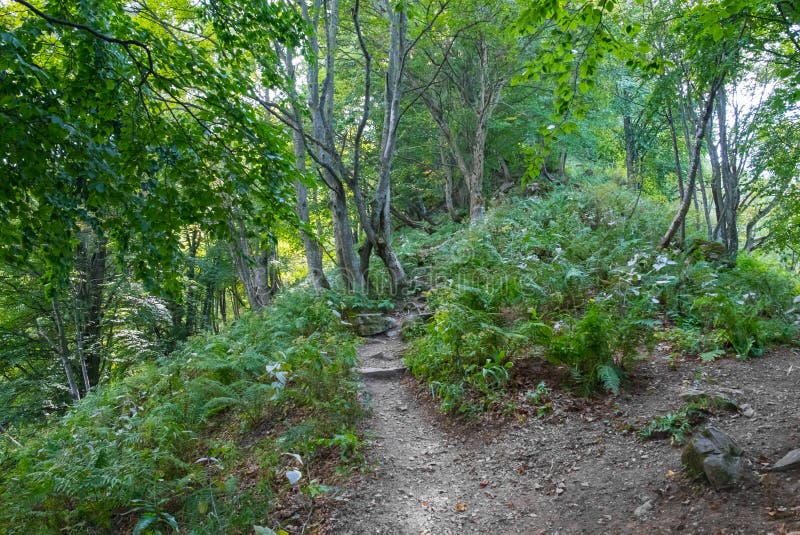 Path through Wild Countryside Stock Photo - Image of journey, nature ...