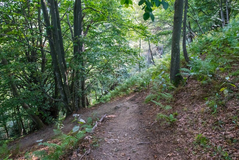 Path in the wild woods stock photo. Image of colorful - 77103884