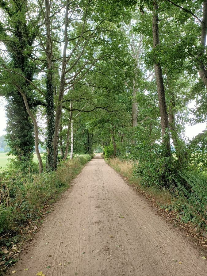 Path in wilderness stock photo. Image of road, path - 261263470