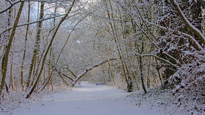 Path through Wilderness of Bare Winter Trees and Shrubs, Covered in ...