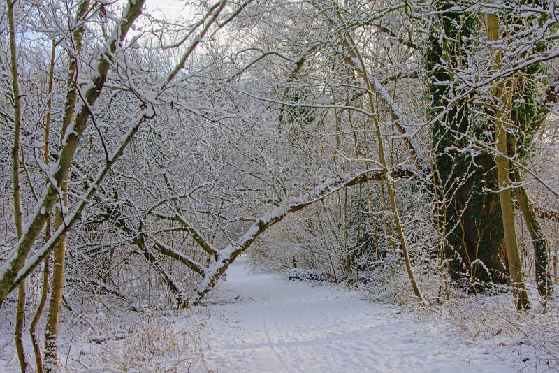 Path through Wilderness of Bare Winter Trees and Shrubs, Covered in ...