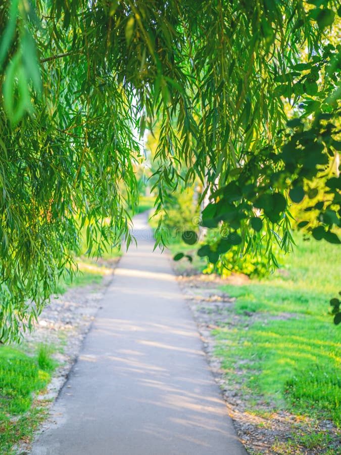 The Path through the Willow Leaves. the Concept of the New Beginning ...