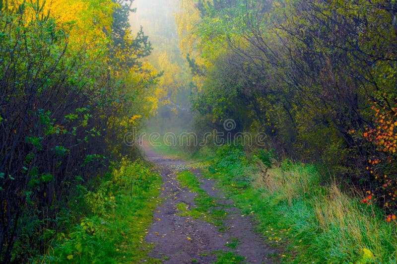 The Path in the Wilting Forest Stock Image - Image of flower, tree ...