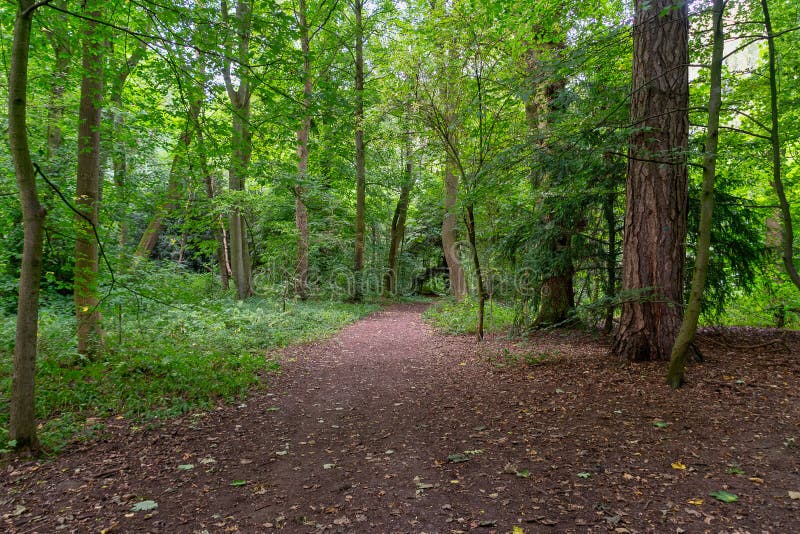Winding Path Through The Forest Stock Photo - Image of right, career ...