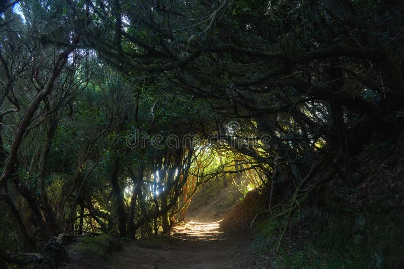 Path Winds through an Ancient Forest, with Intertwined Tree Branches ...