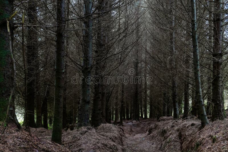 Tall Slender Trunks stock photo. Image of oregon, limbs - 170890864