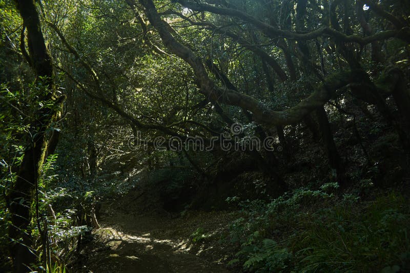 Path Winds through a Dense, Green Forest Under a Canopy of Trees ...
