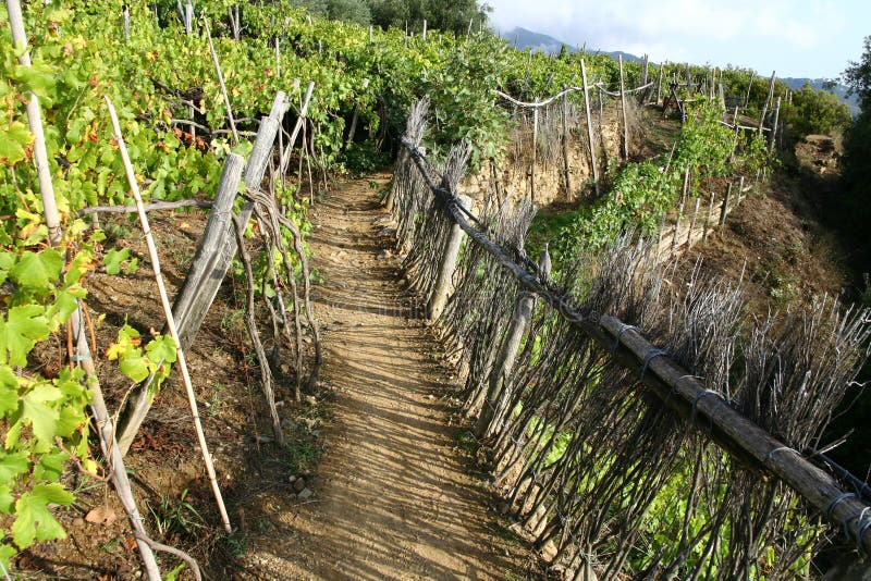 Vineyard path stock image. Image of countryside, growing - 29781557