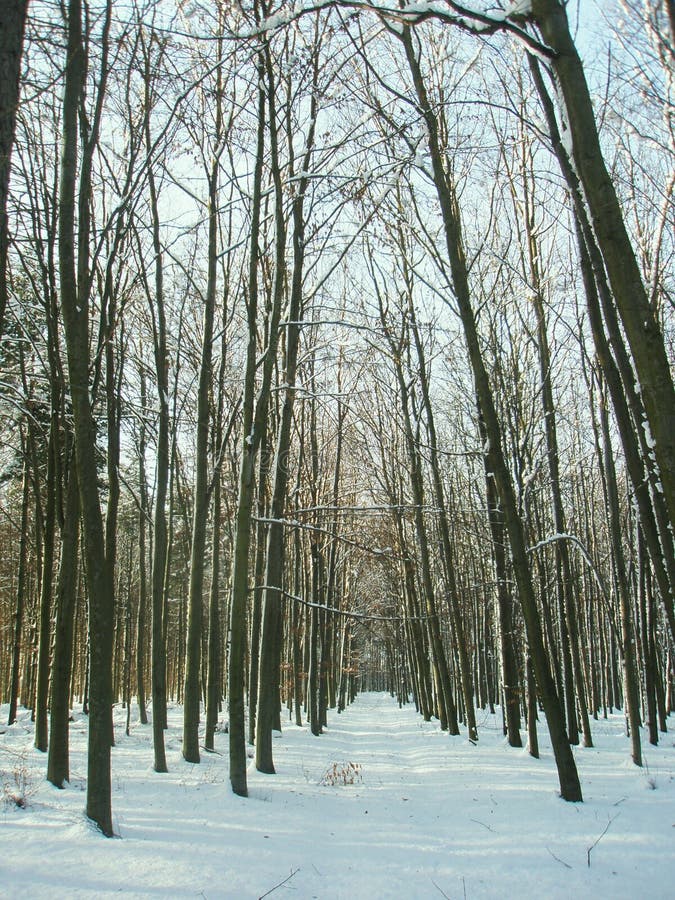 Path in winter forest stock photo. Image of frost, lotr - 23151034
