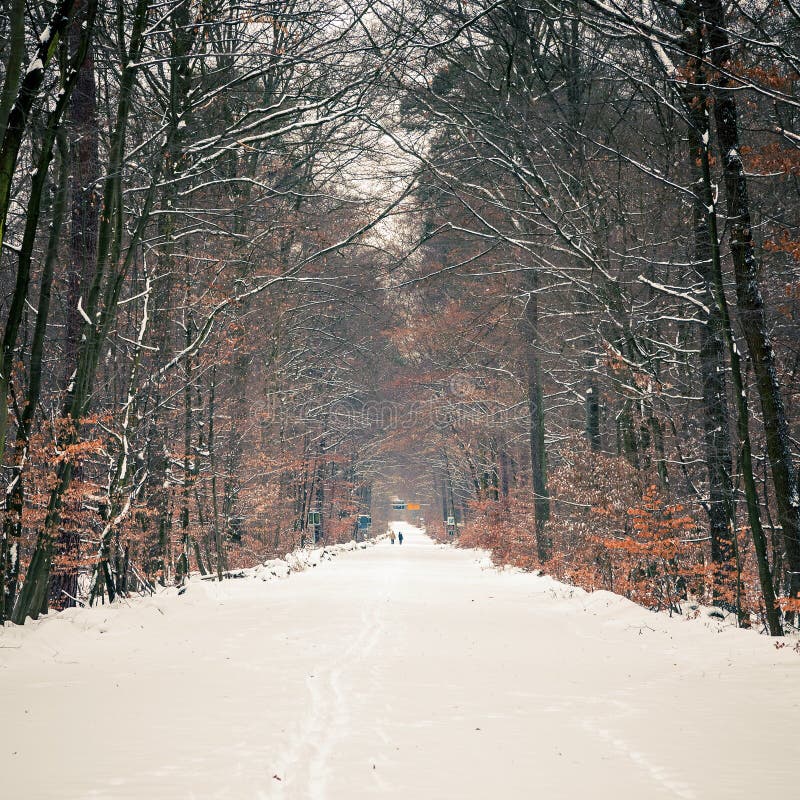 Path in winter forest stock photo. Image of natural, moody - 27920016