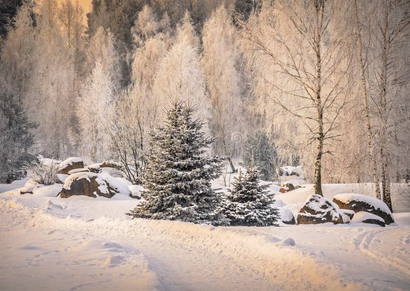 Path through winter forest stock photo. Image of light - 47584974