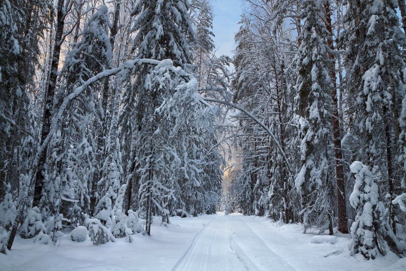 Path in winter forest stock photo. Image of alley, outdoor - 65651008