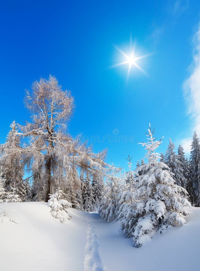 Path in winter forest stock photo. Image of cold, frozen - 46302200