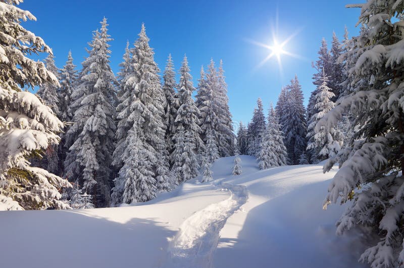 Path in winter forest stock photo. Image of landscape - 47200074