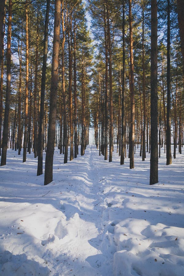 The path in winter forest stock image. Image of nature - 116281361