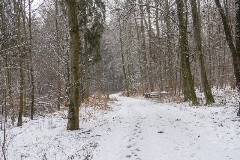 A Path Leading into the Depths of Winter Pine Forest Stock Photo ...