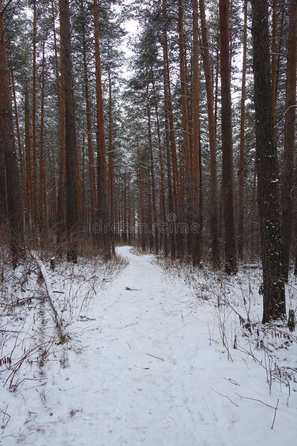 Path in winter forest stock photo. Image of pines, forest - 128600858