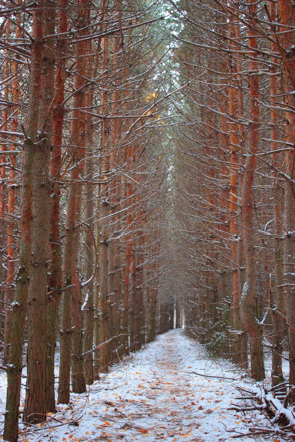 Path in the winter forest stock photo. Image of frozen - 82675850