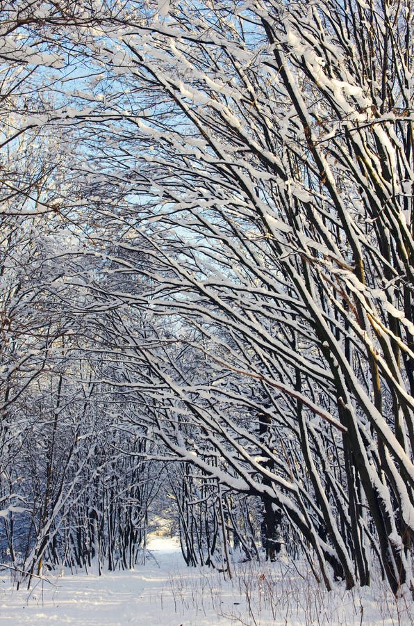 Path in winter forest stock image. Image of landscape - 48474609