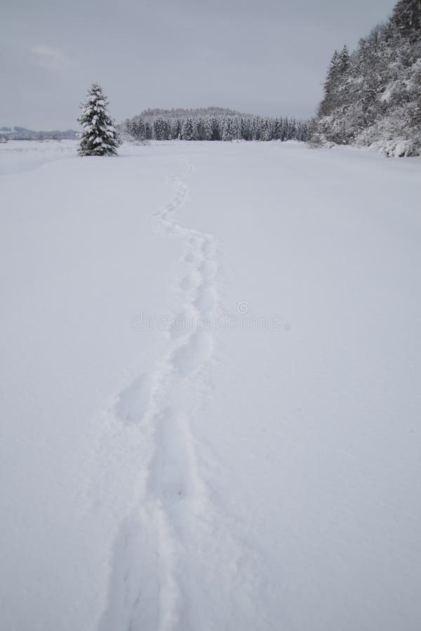 Path winter landscape stock image. Image of beauty, beautiful - 28016701