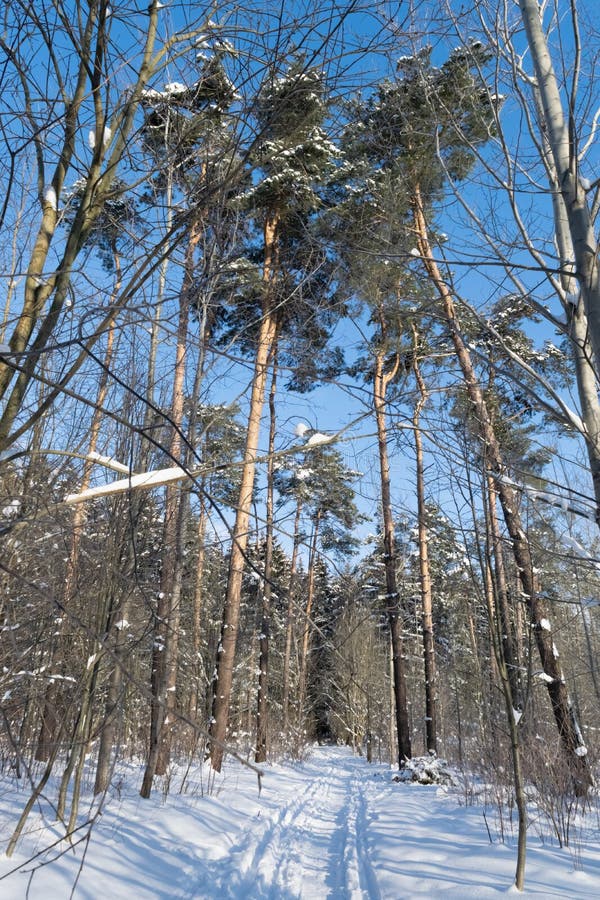 Path in the Winter Forest. Winter Landscape Stock Photo - Image of tree ...