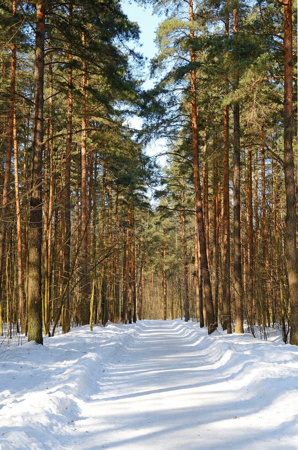 Winter park in a clear day stock image. Image of snowy - 29869345