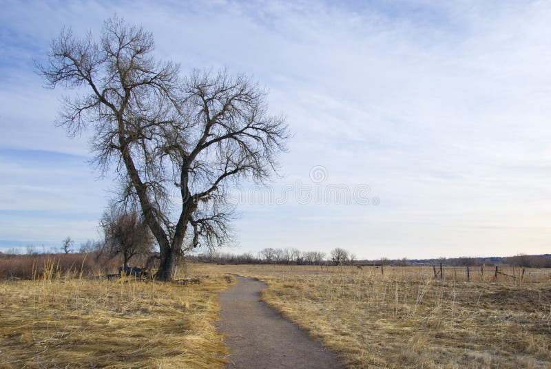 Path through Winter Pasture Stock Photo - Image of open, yellow: 23419752