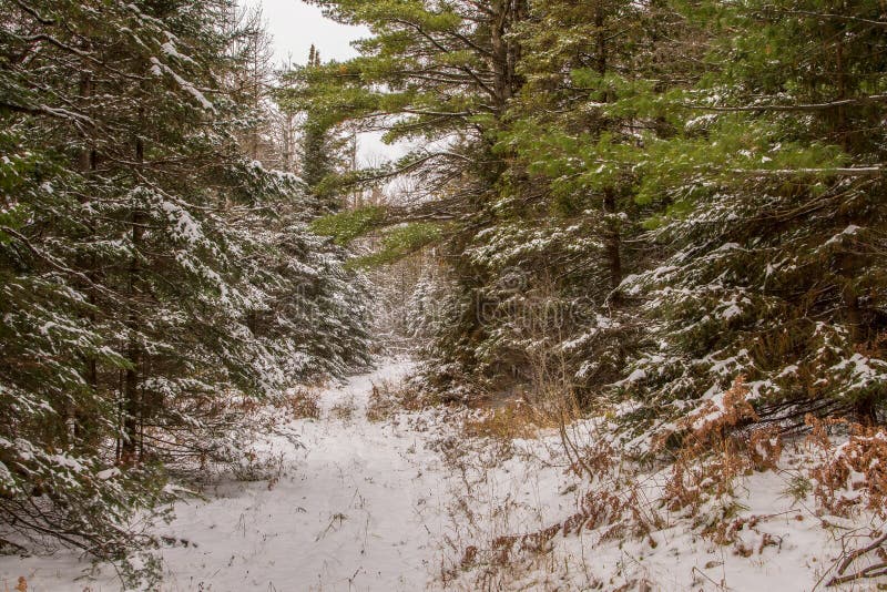 Path in winter stock photo. Image of soil, branch, frost - 266709834