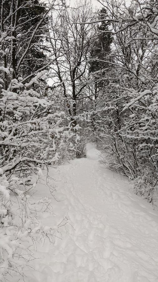 Path in Winter with Snow Covered Tree Stock Photo - Image of winter ...
