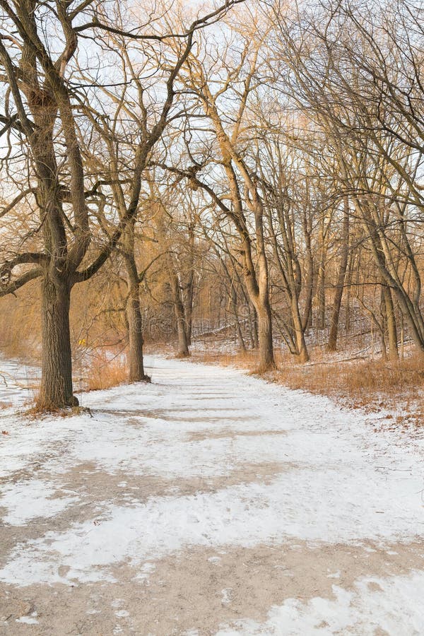 Path in the Winter with Snow and Trees Stock Image - Image of deciduous ...