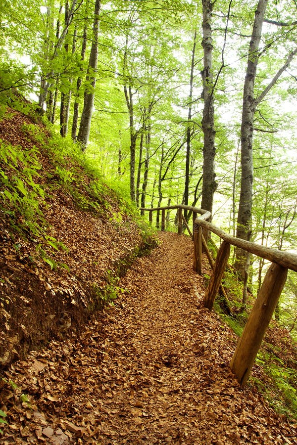 Path in the wood stock photo. Image of rest, canyon, outdoor - 1800468
