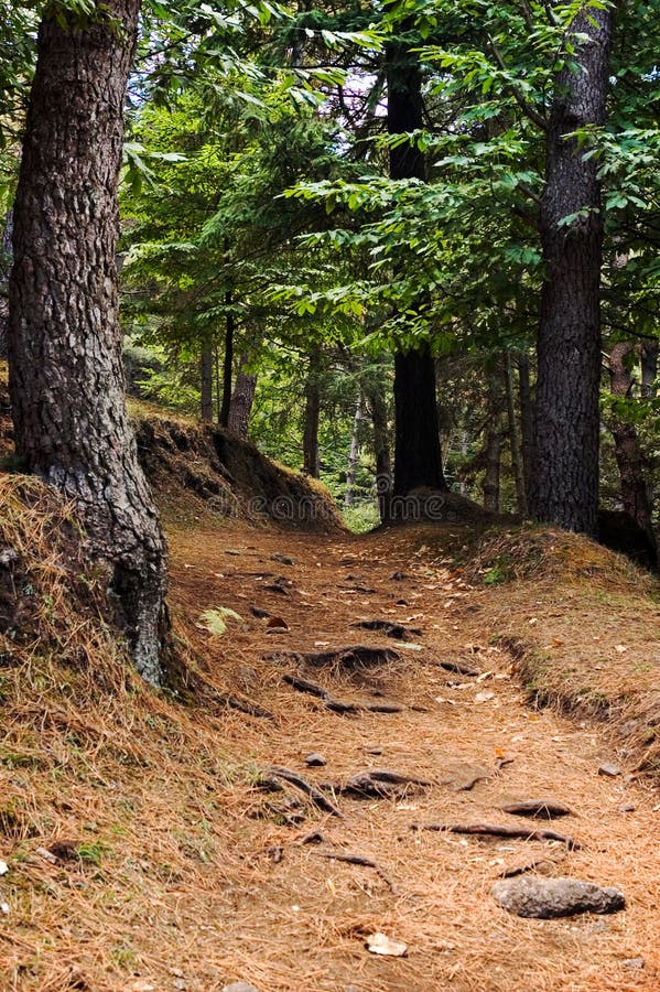 Path in the wood stock image. Image of trees, country - 6477017