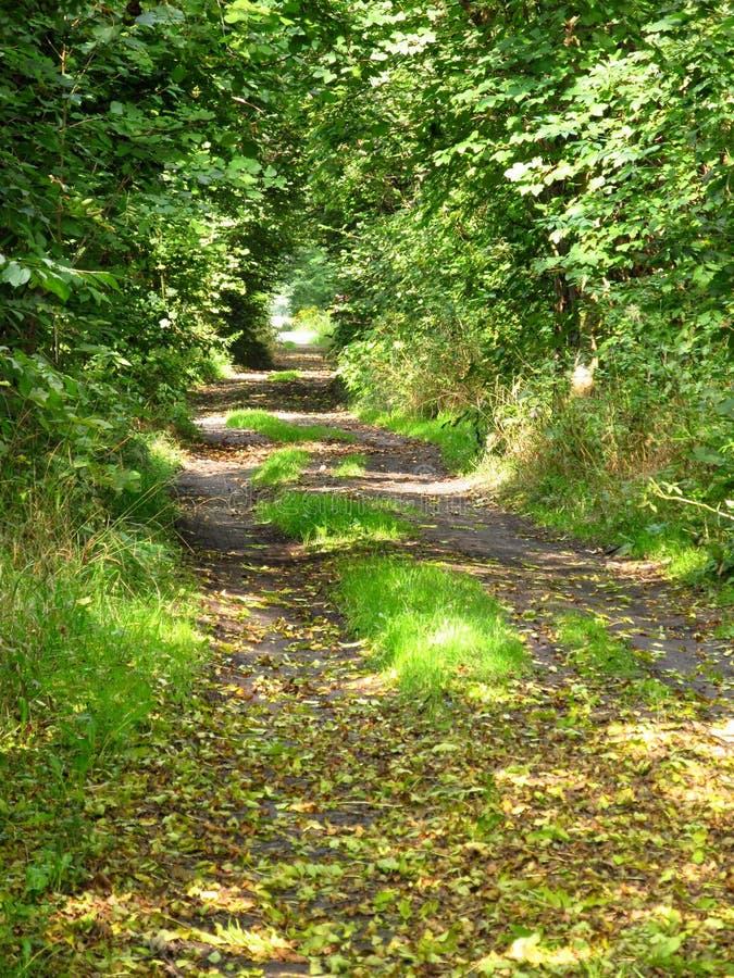 Path through the wood stock image. Image of trees, park - 44869663