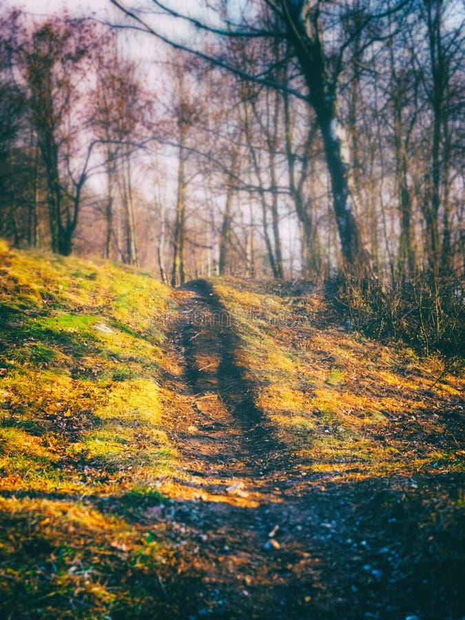 Path in the wood stock photo. Image of rest, canyon, outdoor - 1800468