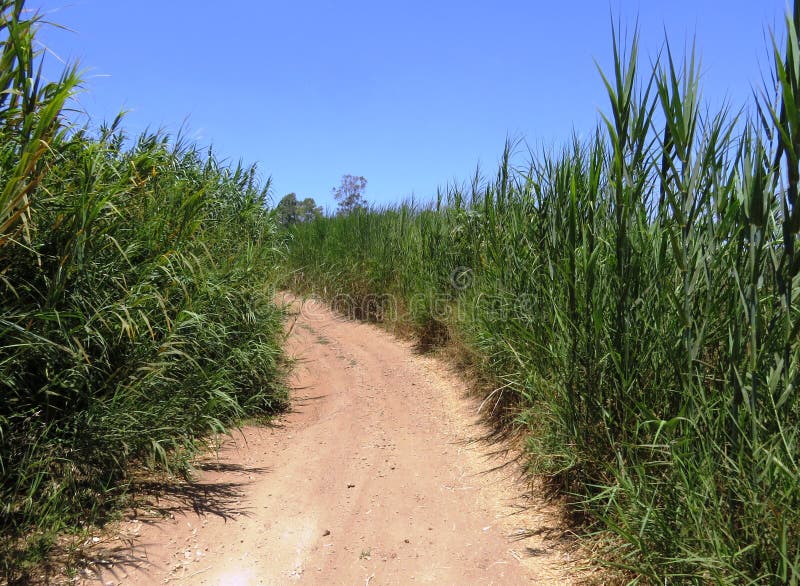 Path in the wood stock image. Image of curving, grey - 136927921