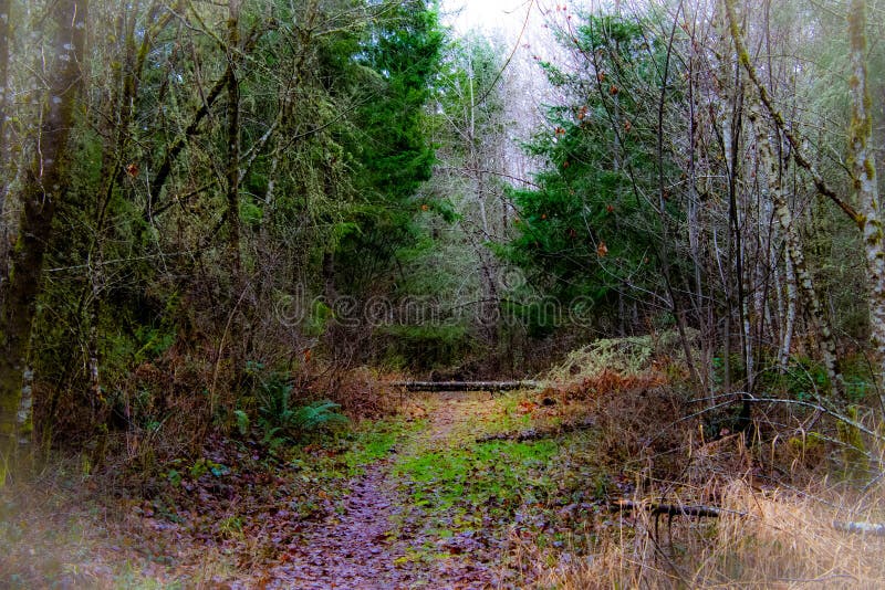 Fallen Log on a Trail through the Forest Stock Photo - Image of ...