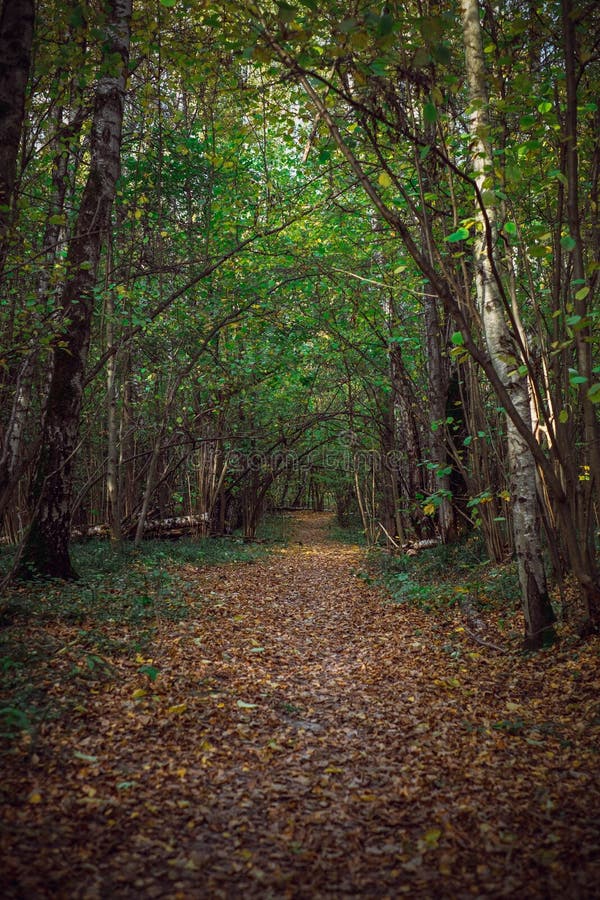 A Path through a Wood in the Fall. Stock Photo - Image of beautiful ...